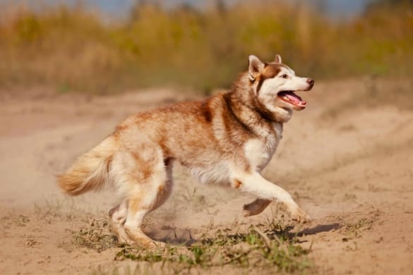 Red Husky: An Ultimate Guide to the Red Siberian Husky