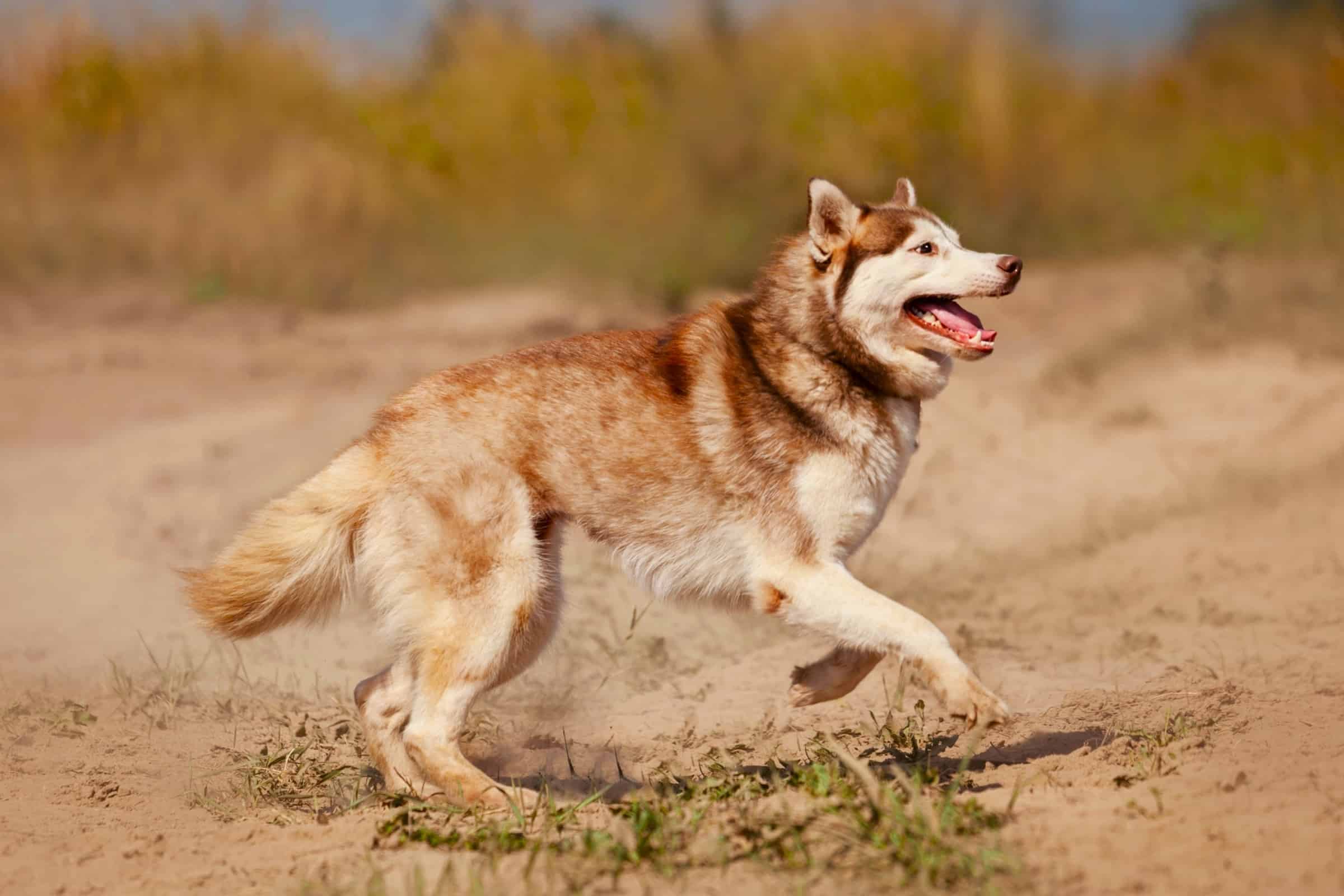 Red Husky: An Ultimate Guide to the Red Siberian Husky