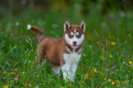 Red Husky: An Ultimate Guide to the Red Siberian Husky