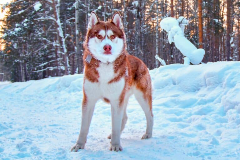 Red Husky: An Ultimate Guide to the Red Siberian Husky