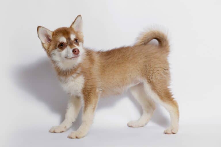 Mini Husky: Facts About the Miniature Husky (With Pictures)