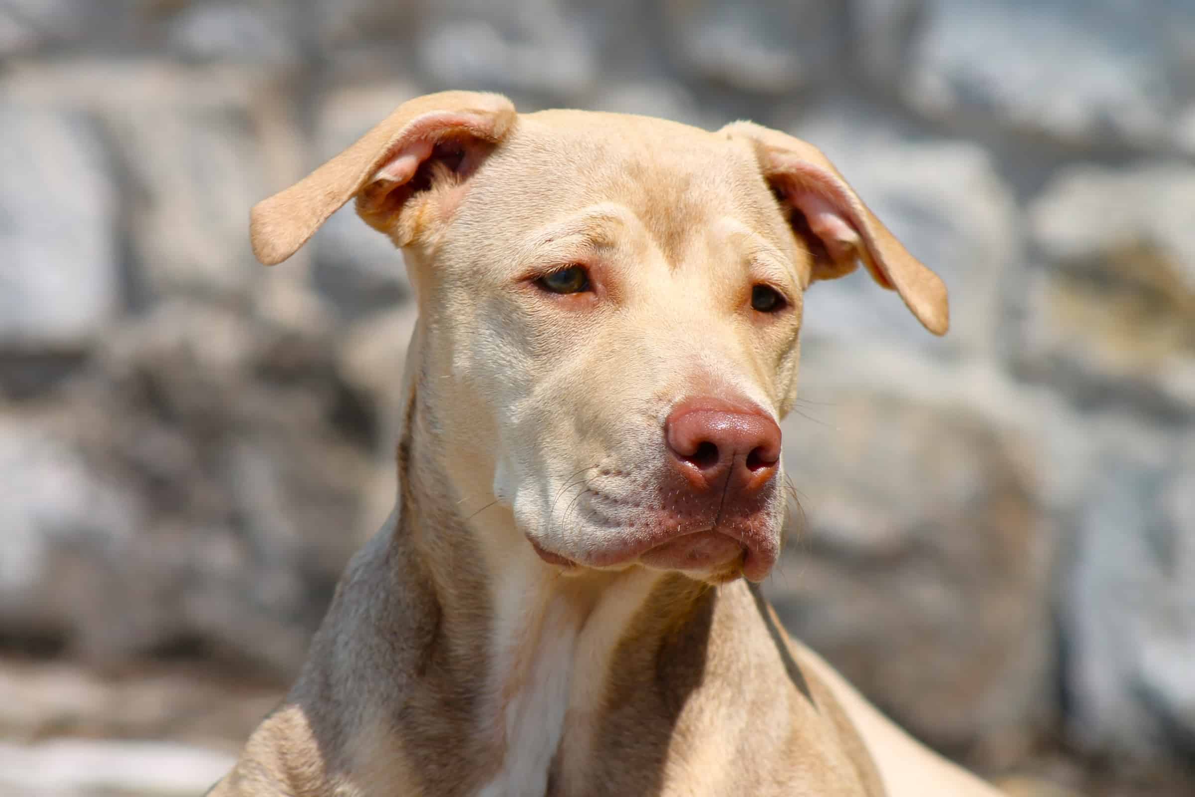 Red Nose Pitbull: Breed Info, Pictures, Genetics, Facts & More