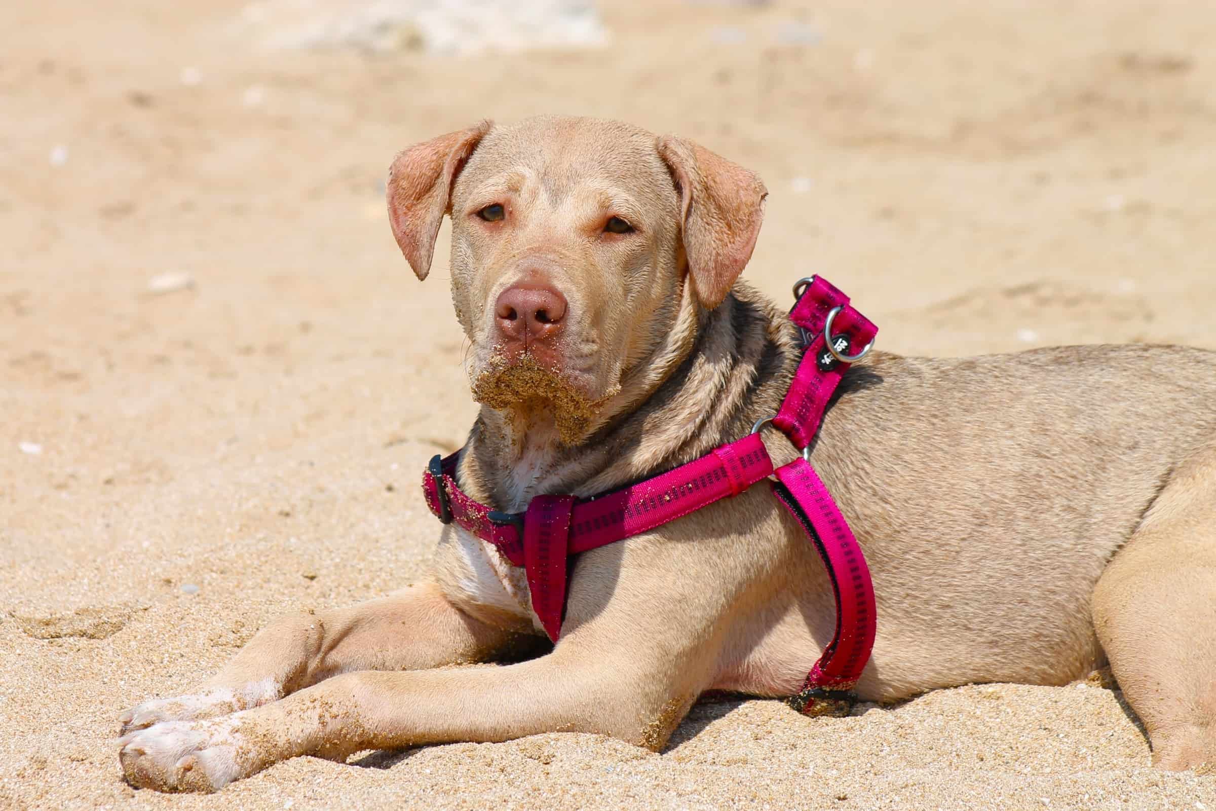 Red Nose Pitbull: Breed Info, Pictures, Genetics, Facts & More