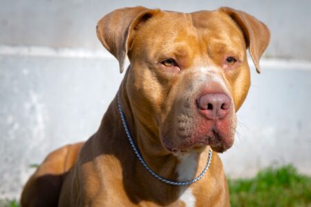 Red Nose Pitbull: Breed Info, Pictures, Genetics, Facts & More