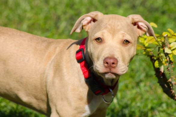 Red Nose Pitbull: Breed Info, Pictures, Genetics, Facts & More
