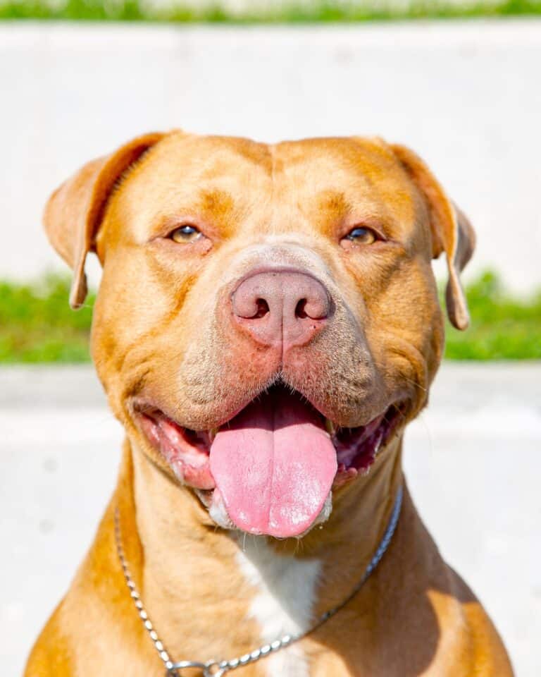 Blue Nose Pitbull: Info, Genetics, Puppy Prices, Pictures & FAQs