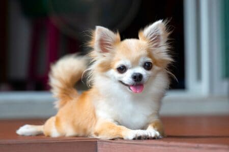 Deer Head Chihuahua: Everything You Need to Know