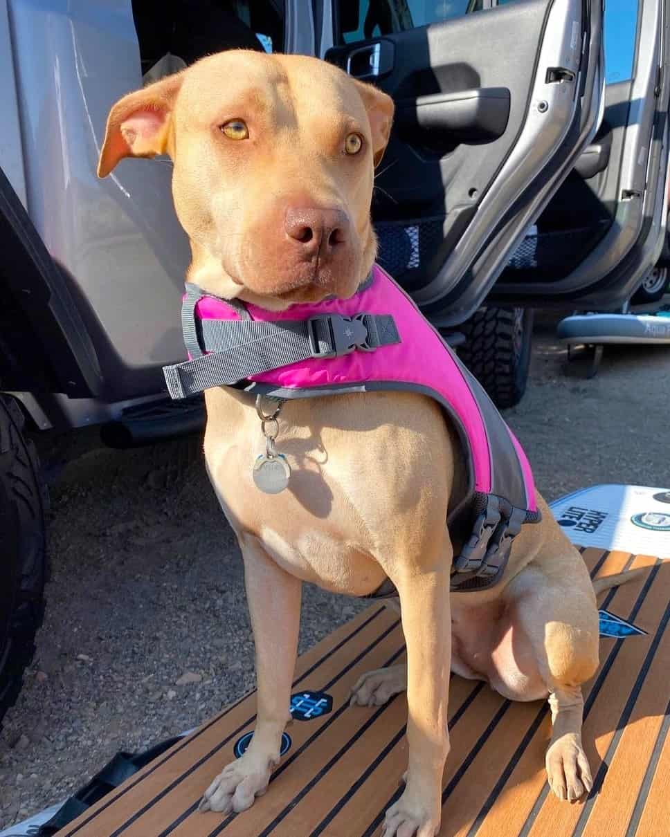 Shar-Pei Pitbull Mix (Pit Pei): Breed Info, Pictures & Facts