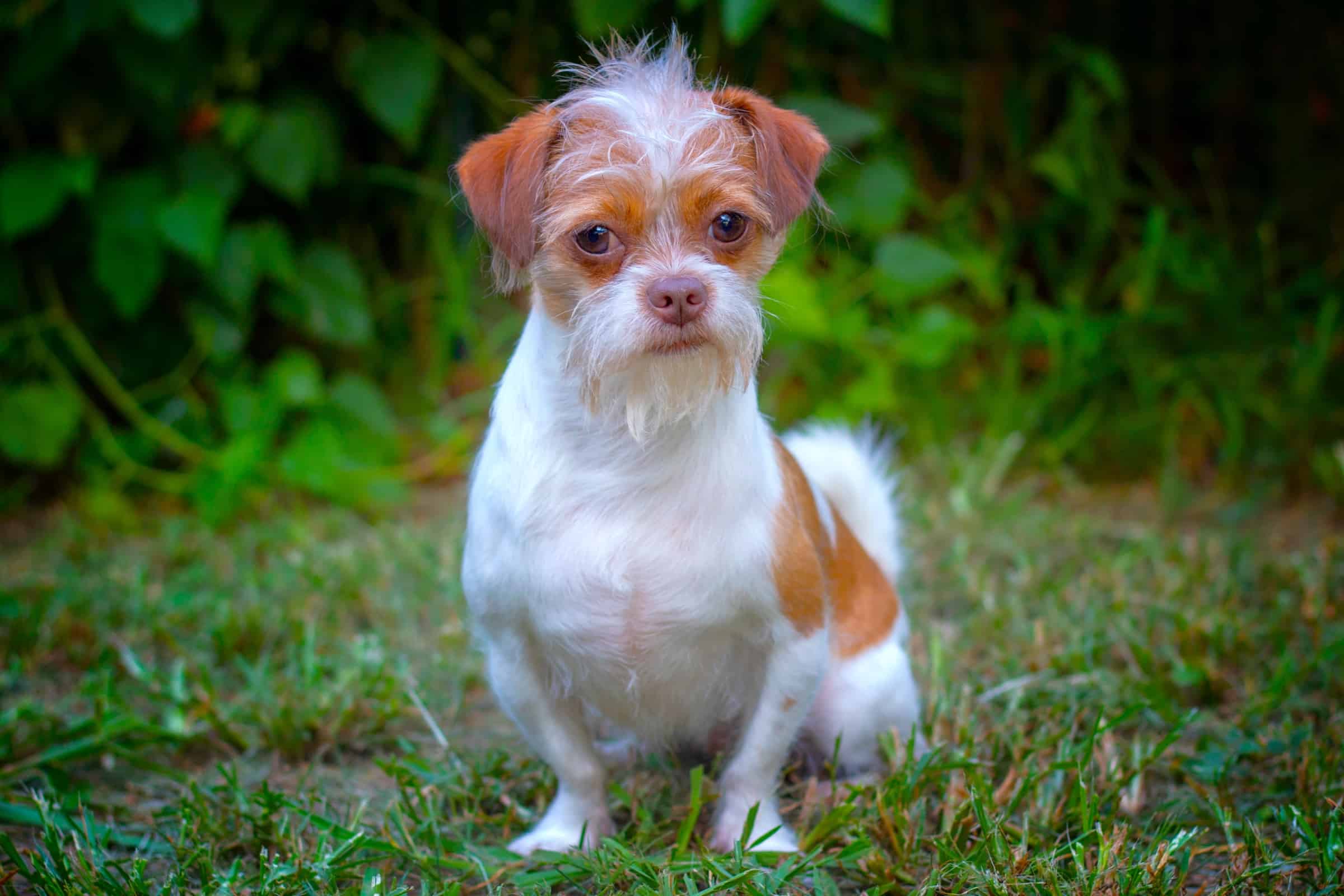Chihuahua Shih Tzu Mix (Shichi): Info, Pictures, Traits & Facts