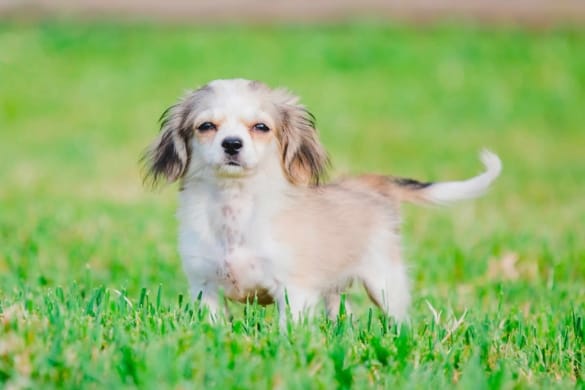 Chihuahua Shih Tzu Mix (Shichi): Info, Pictures, Traits & Facts