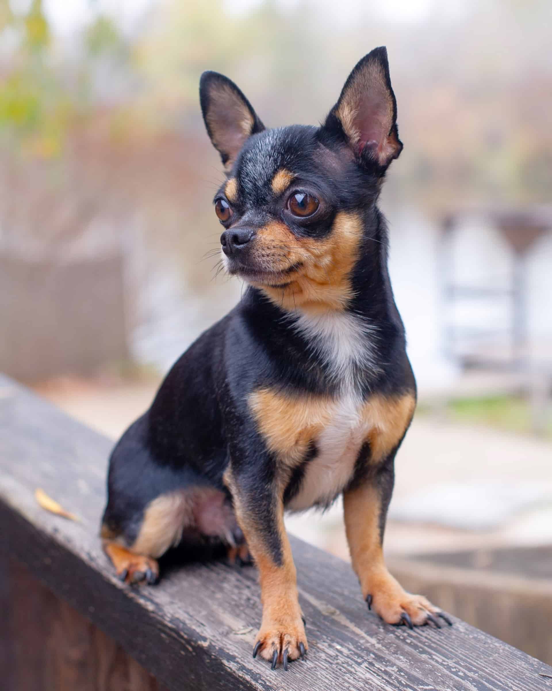 9 Types of Chihuahuas: Apple Head, Long Hair, Teacup & More!