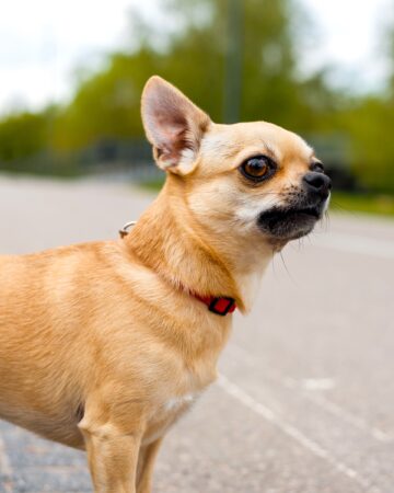 Apple Head Chihuahua: Everything You Need to Know