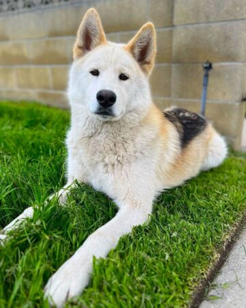 Belgian Malinois Husky Mix (Belusky): Info, Pictures & Facts