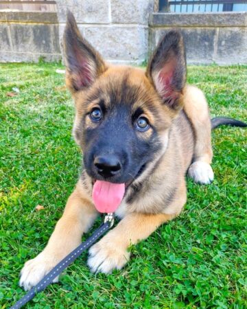 Belgian Malinois Husky Mix (Belusky): Info, Pictures & Facts