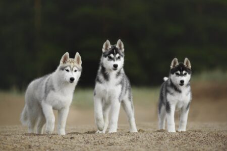 How Long Do Huskies Live? Average Lifespan & Causes of Death