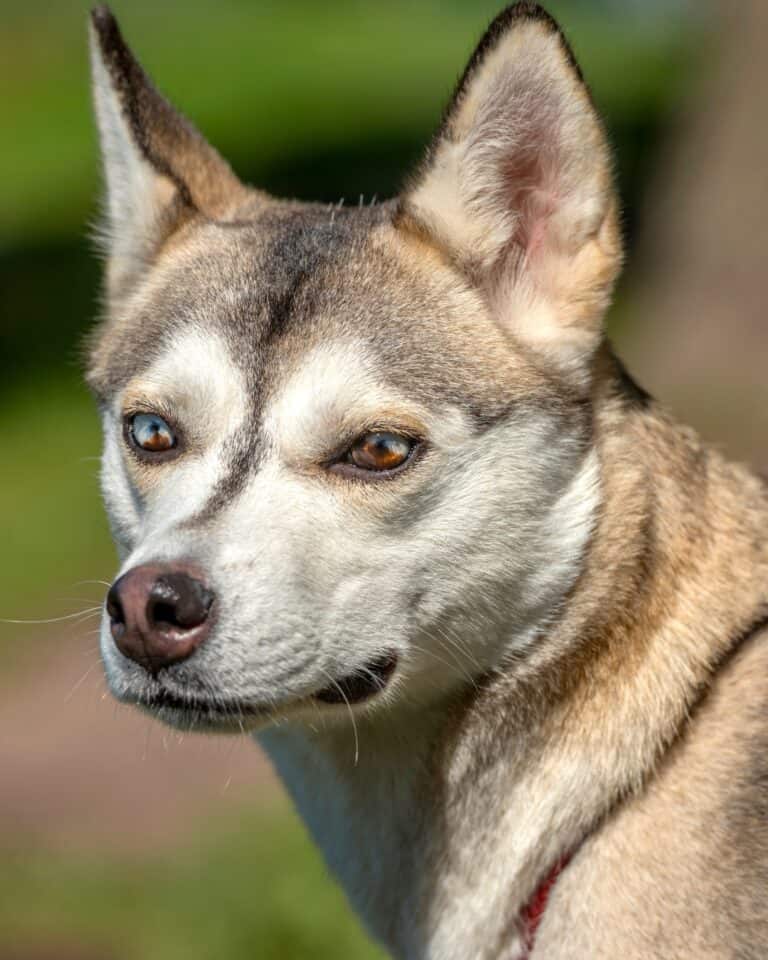 Why Do Huskies Have Blue Eyes? (Facts & Genetics Explained!)