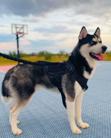 Husky Wolf Mix: Breed Info, Pictures, Traits & Facts