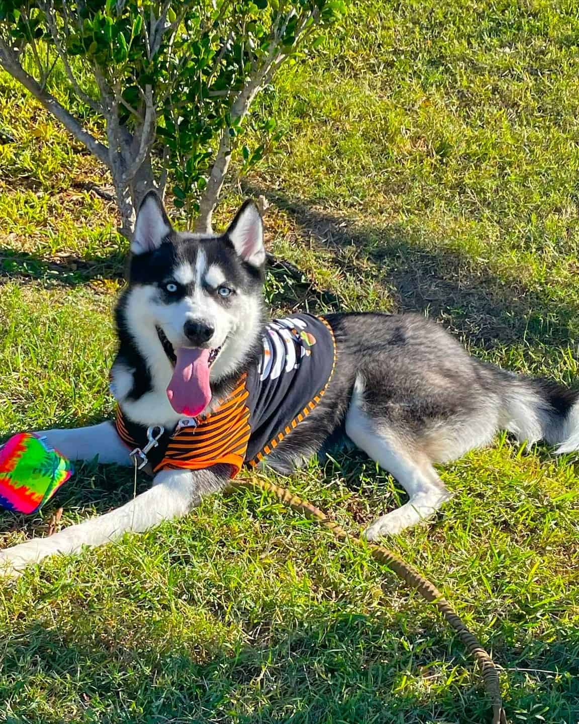 Husky Wolf Mix: Breed Info, Pictures, Traits & Facts