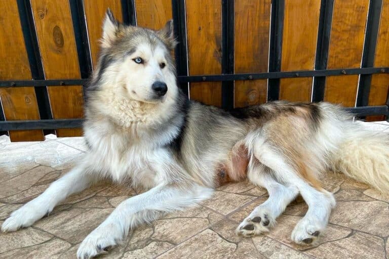 Husky Wolf Mix: Breed Info, Pictures, Traits & Facts