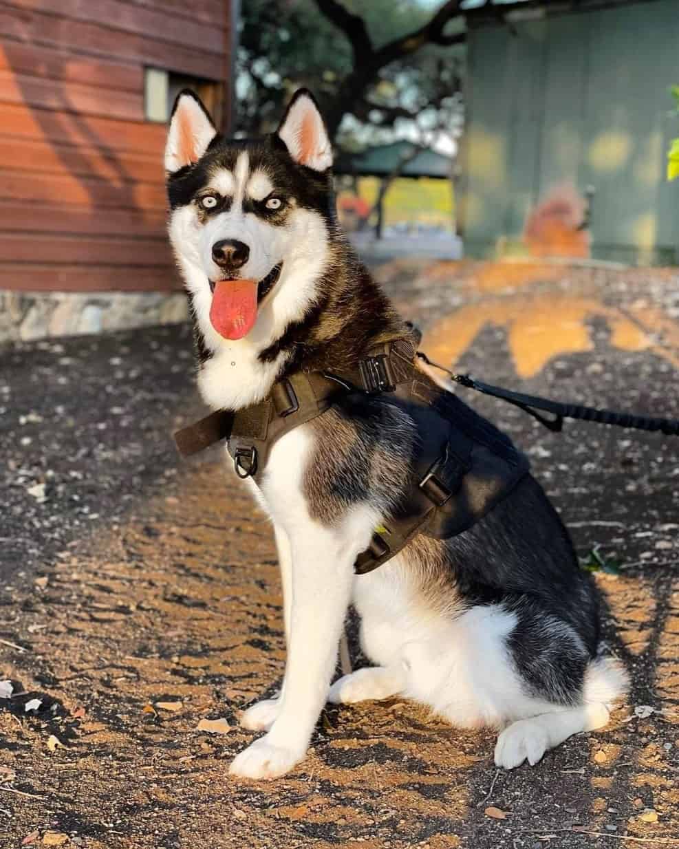 Husky Wolf Mix: Facts, Pictures, Health, Traits & More