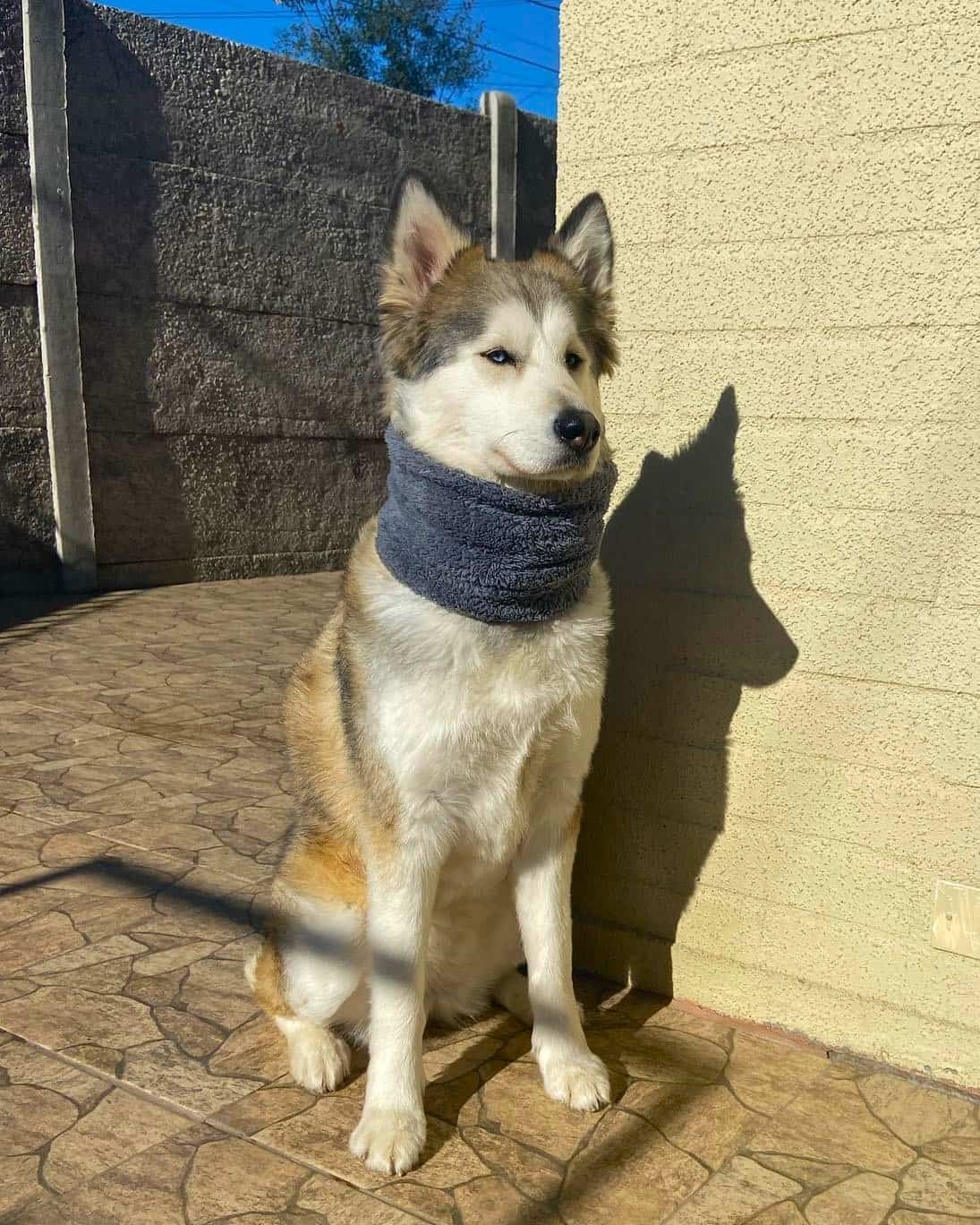 Husky Wolf Mix: Facts, Pictures, Health, Traits & More