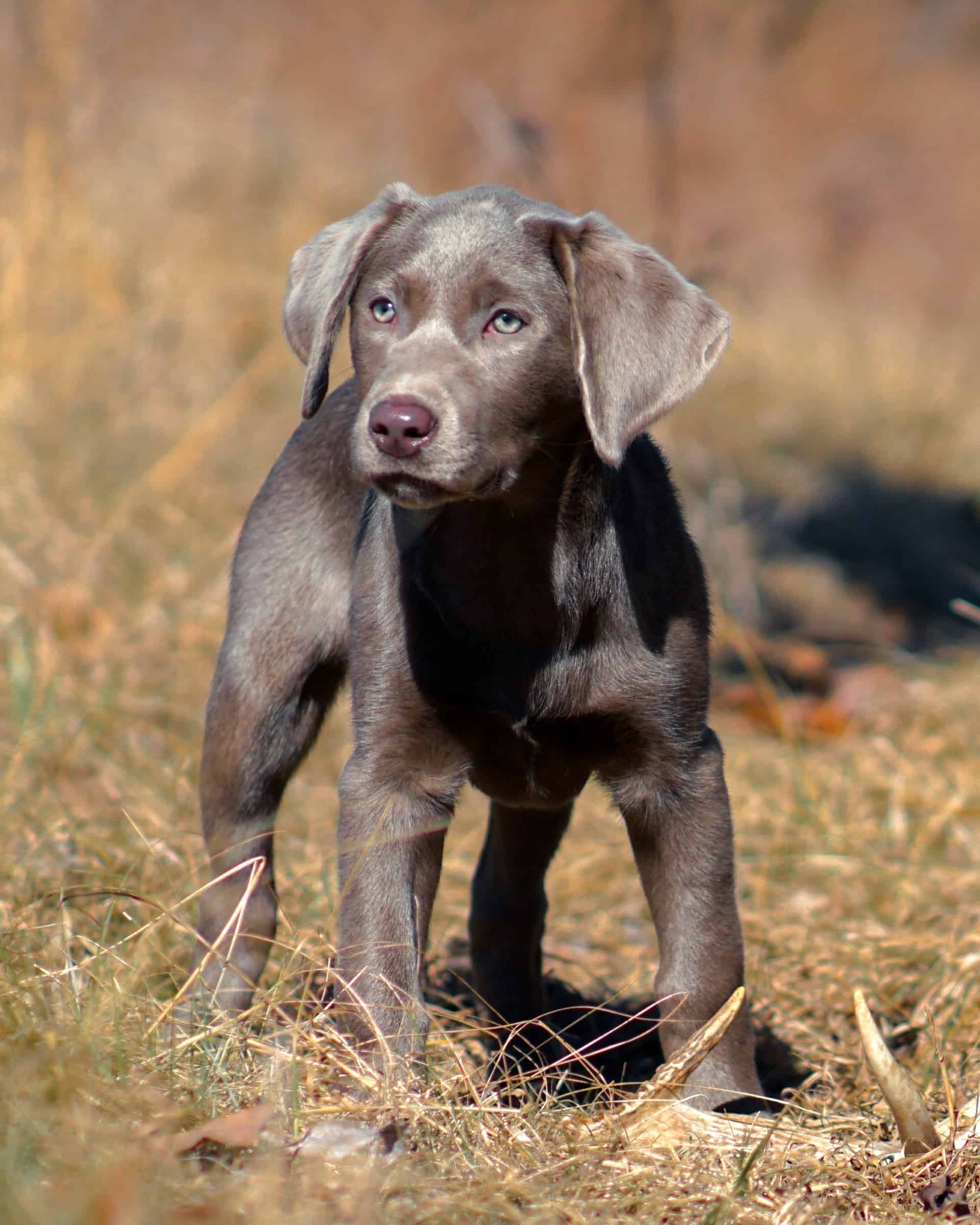 White Labrador: An Ultimate Guide to White Labs (With Pictures)