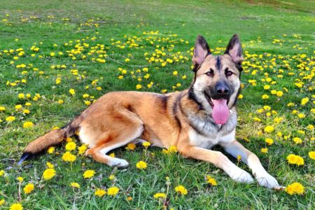 Belgian Malinois Husky Mix (Belusky): Info, Pictures & Facts
