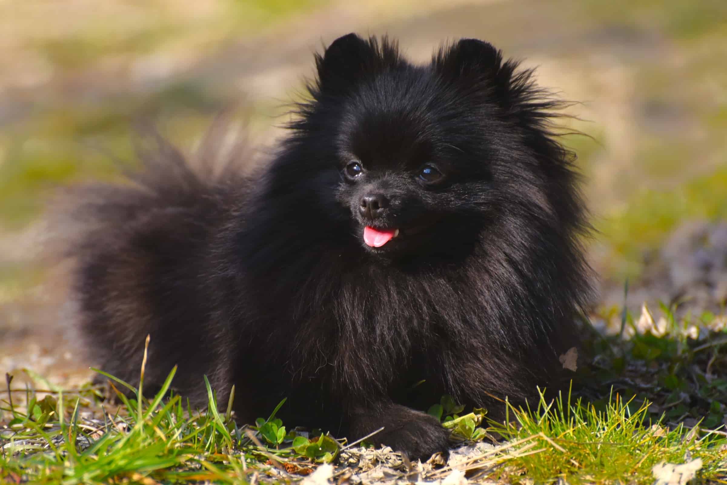 Black Pomeranian: Appearance, Genetics, Pictures & Facts