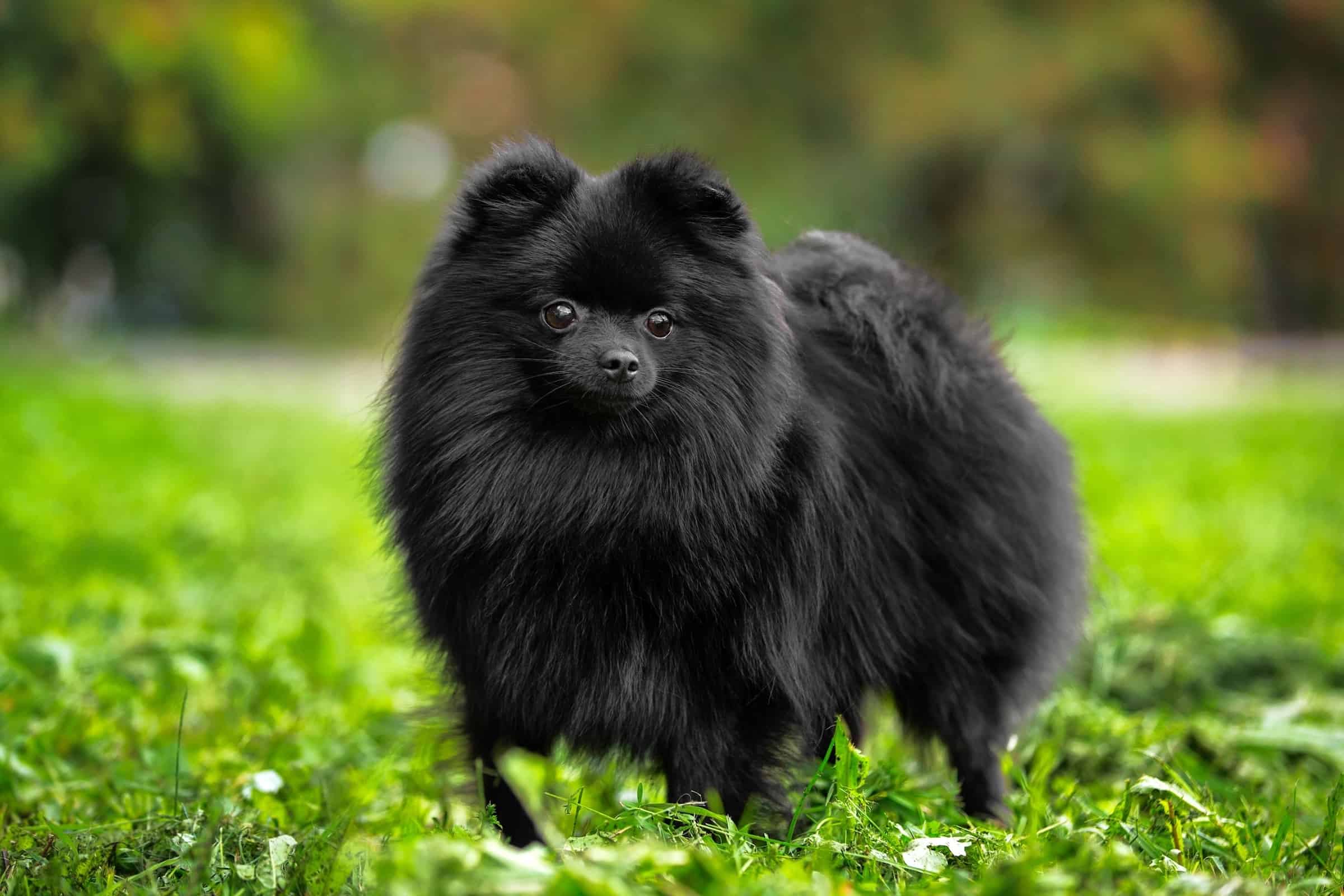 Black Pomeranian: Appearance, Genetics, Pictures & Facts
