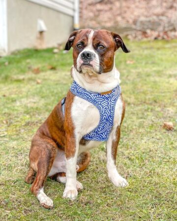 Miniature Boxer: Breed Info, Pictures, Care Guide & Facts