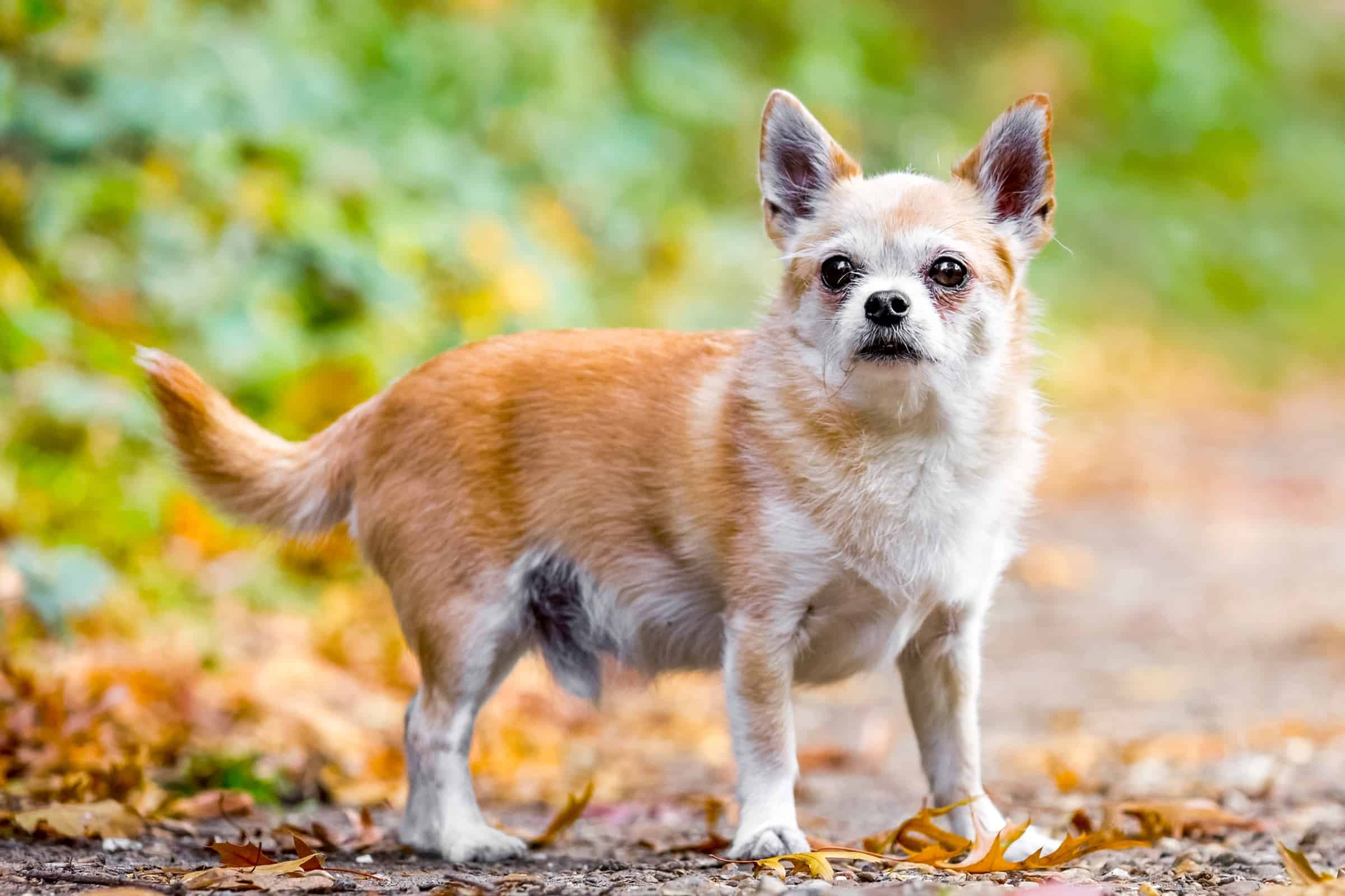 Chihuahua Terrier Mix: Breed Info, Traits & Facts (With Pictures)