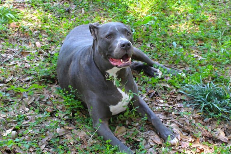 Lab Terrier Mix | Breed Information, Pictures, Traits & Facts