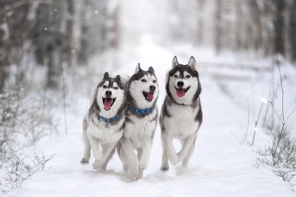 How Long Do Huskies Live? Average Lifespan & Causes of Death