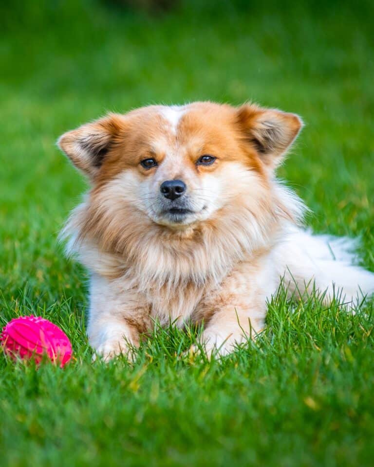 7 Different Types of Pomeranians (With Pictures & Facts)