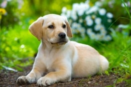 Miniature Labrador: An Ultimate Guide to the Mini Labrador