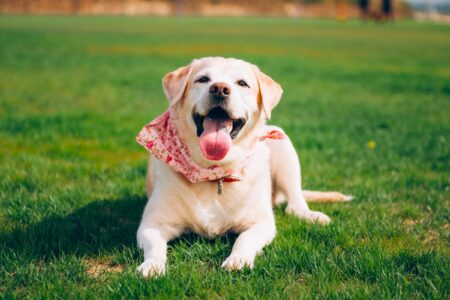 Miniature Labrador: An Ultimate Guide to the Mini Labrador