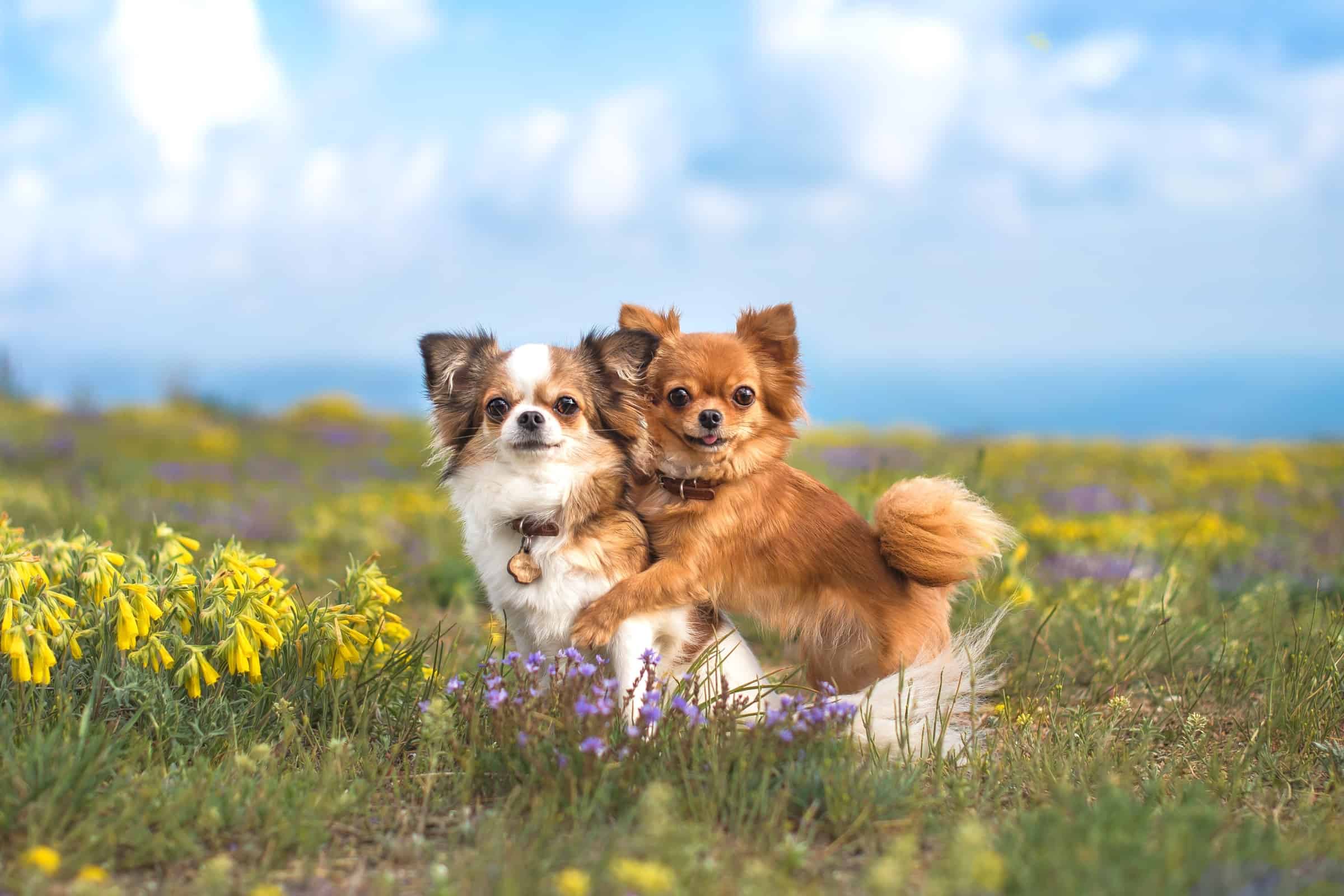 9 Types of Chihuahuas: Apple Head, Long Hair, Teacup & More!