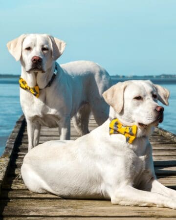 White Labrador: An Ultimate Guide to White Labs (With Pictures)