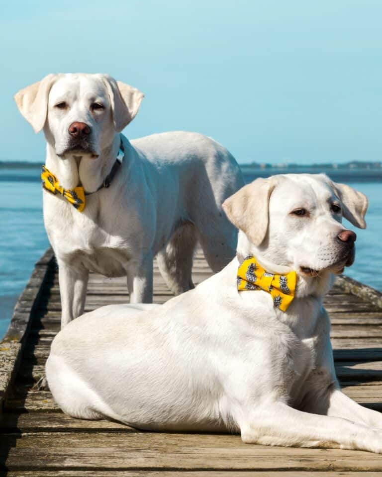White Labrador: An Ultimate Guide to White Labs (With Pictures)