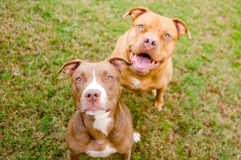 Red Nose Pitbull: Breed Info, Pictures, Genetics, Facts & More