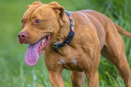 Vizsla Pitbull Mix: Breed Info, Traits & Facts (With Pictures)