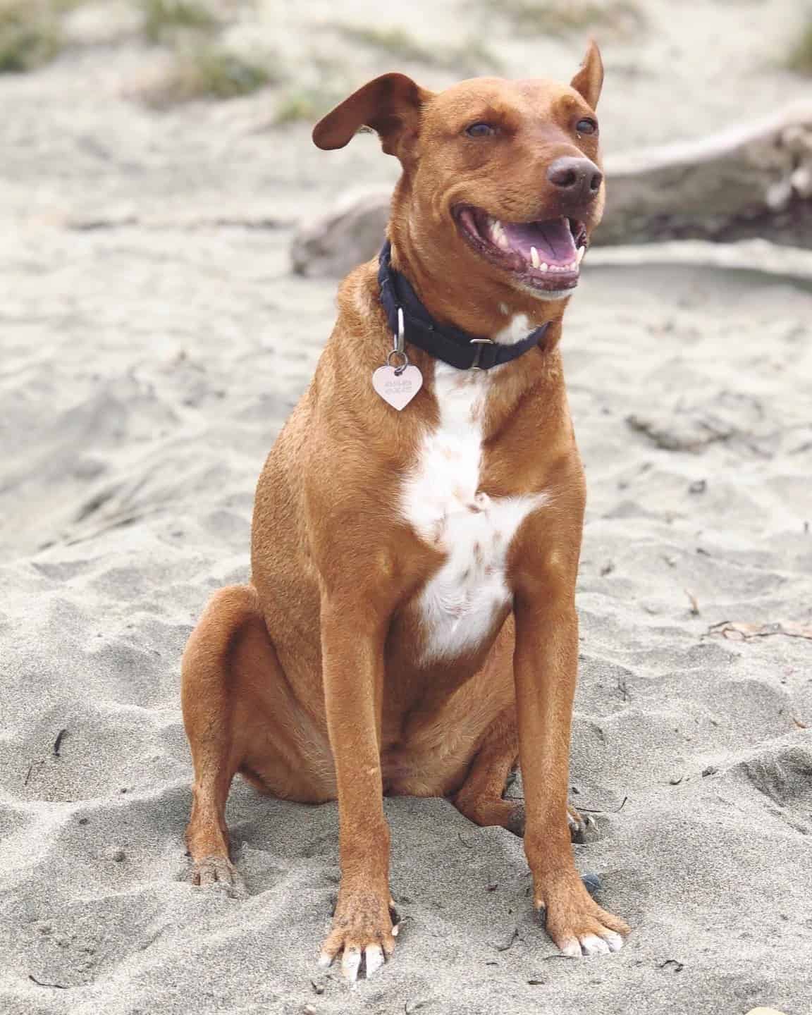 Vizsla Pitbull Mix: Breed Info, Traits & Facts (With Pictures)