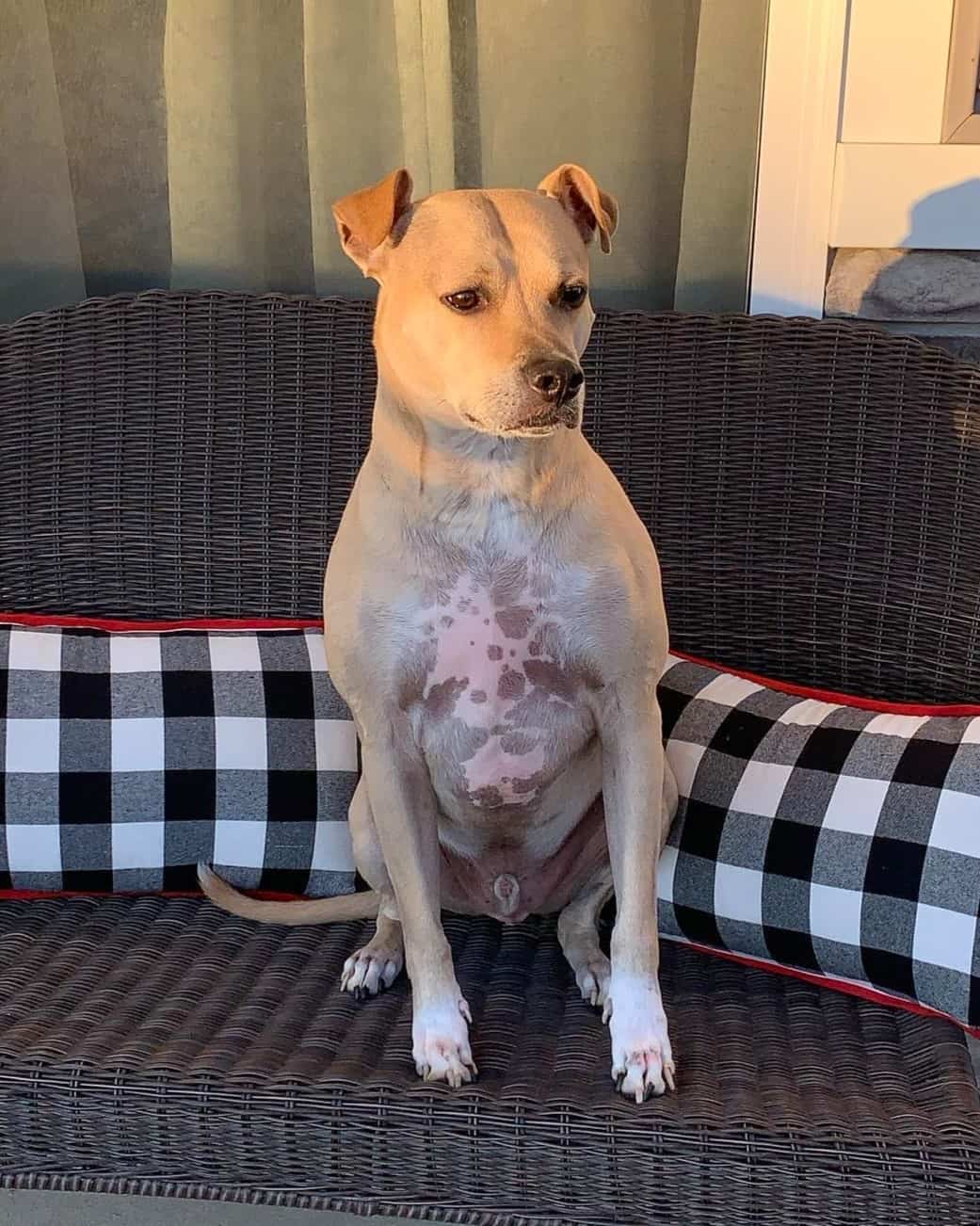 Whippet Pitbull Mix: Breed Info, Traits & Facts (With Pictures)