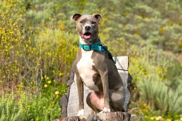 Whippet Pitbull Mix: Breed Info, Traits & Facts (With Pictures)