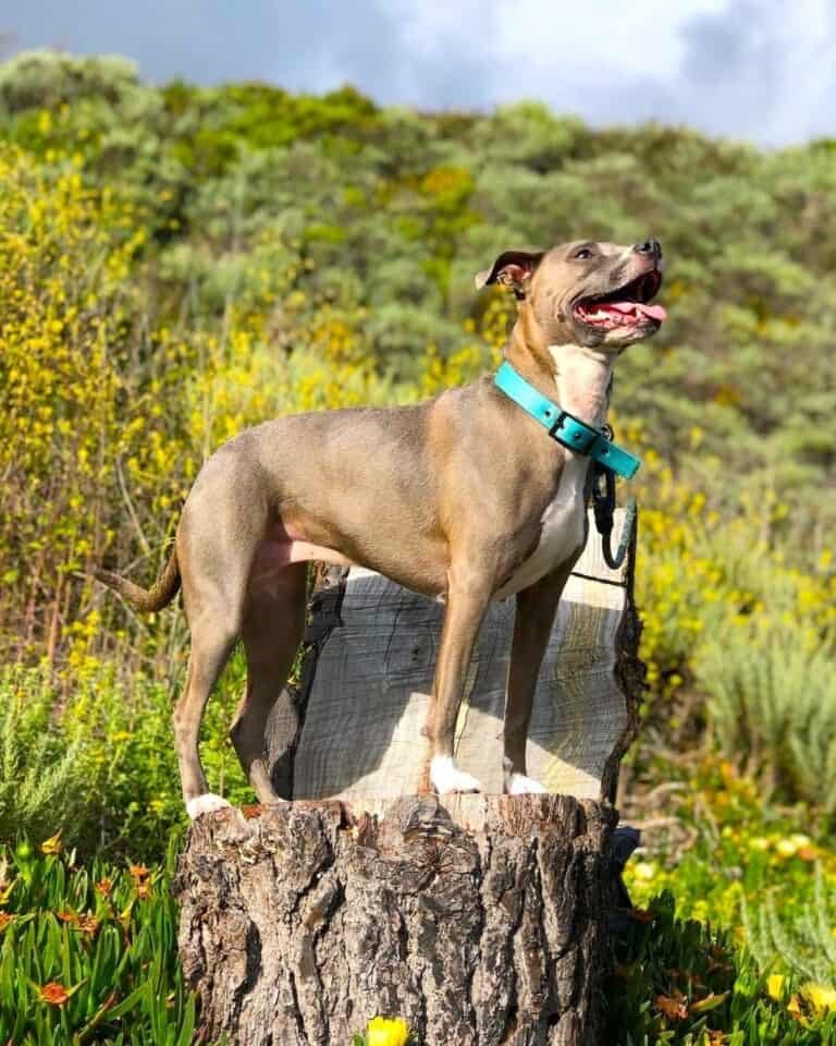 Whippet Pitbull Mix: Breed Info, Traits & Facts (With Pictures)