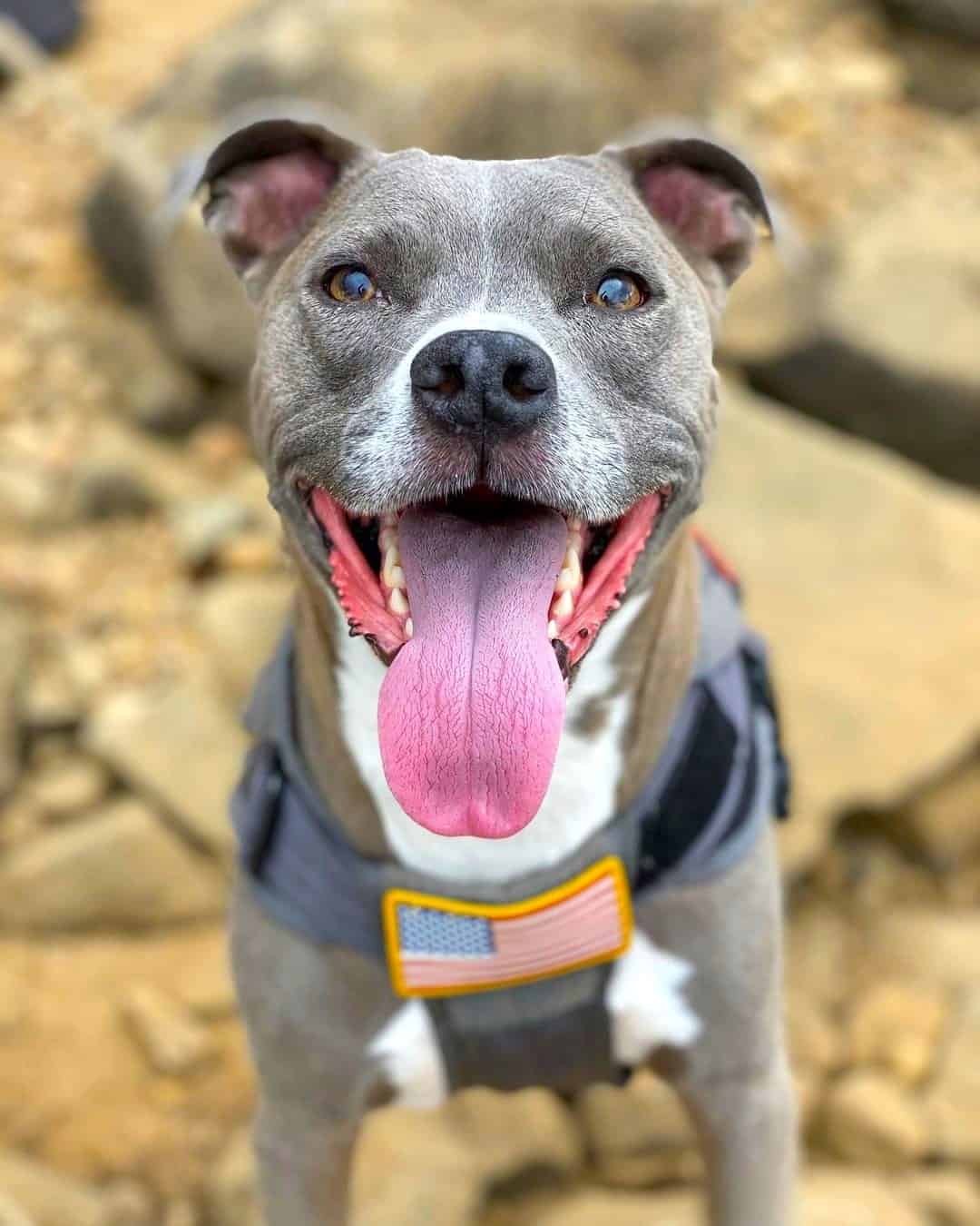 Whippet Pitbull Mix: Breed Info, Traits & Facts (With Pictures)