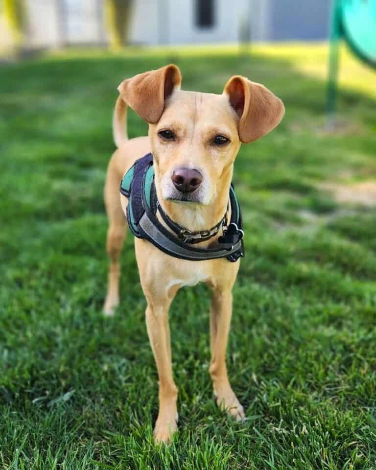 Whippet Chihuahua Mix: Breed Info, Pictures, Traits & Facts