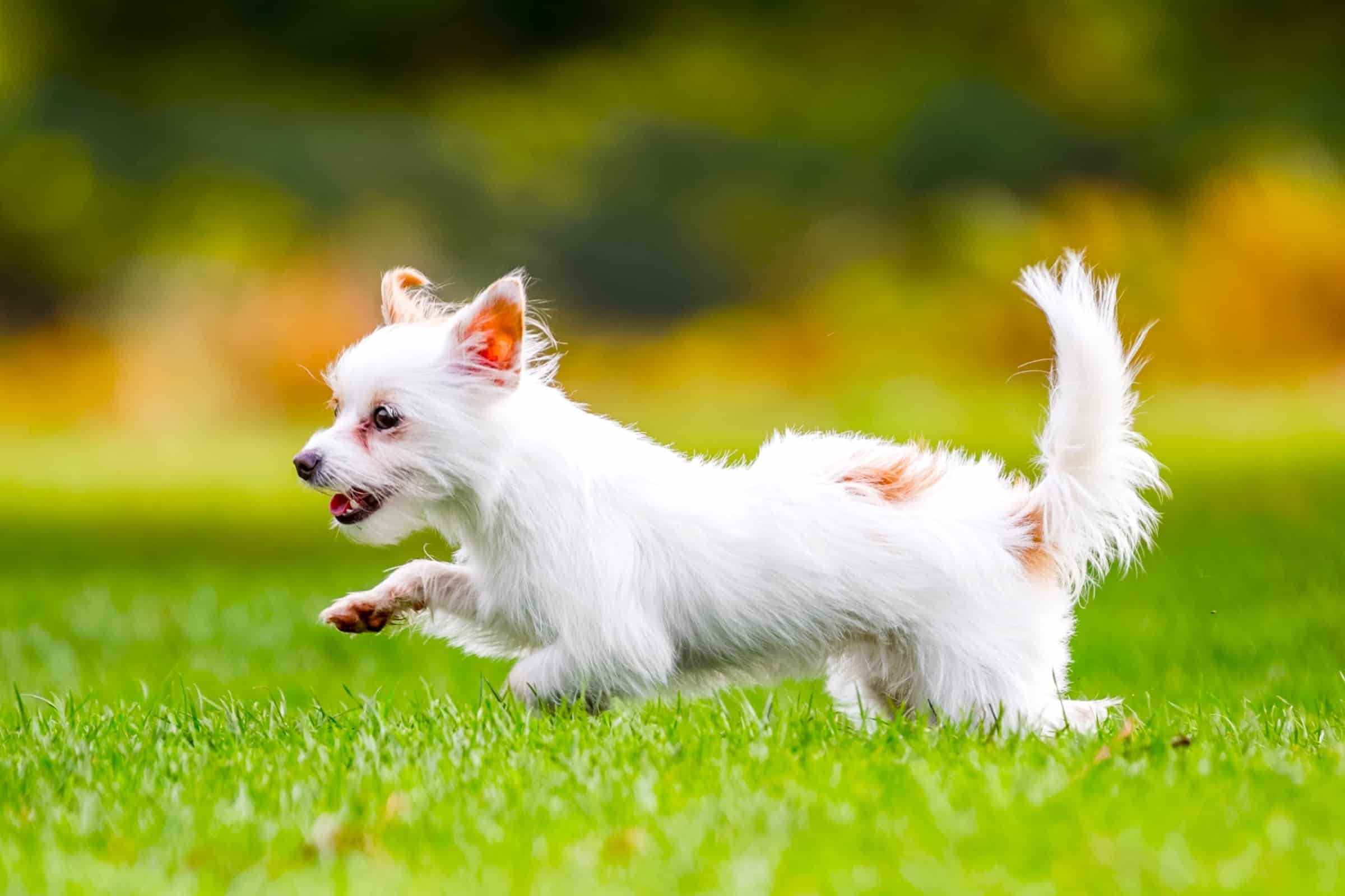 Chihuahua Terrier Mix: Breed Info, Traits & Facts (With Pictures)