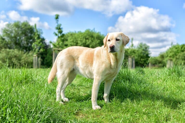 White Labrador: An Ultimate Guide to White Labs (With Pictures)