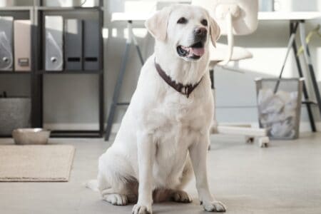 White Labrador: An Ultimate Guide to White Labs (With Pictures)
